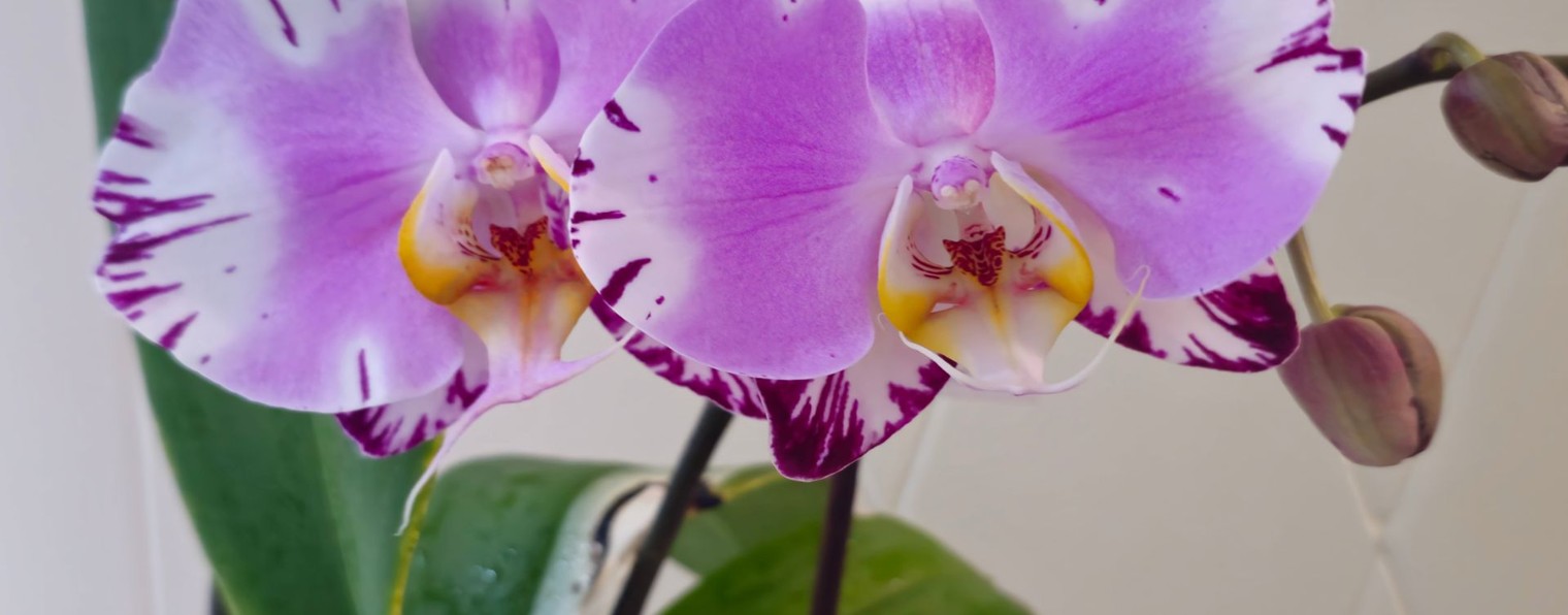 Зацвели! Орхидеи с Ксенией Мугалимовой