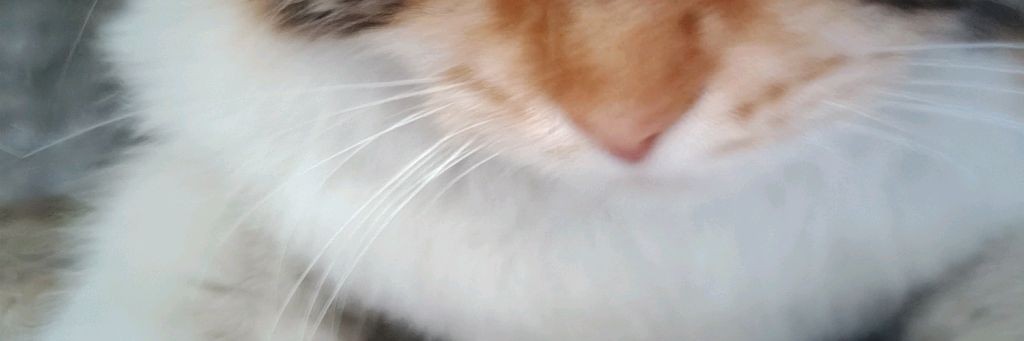 ❆𓃠Кошка Луша♡✦