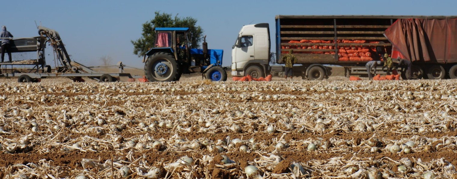 Зелёный лук