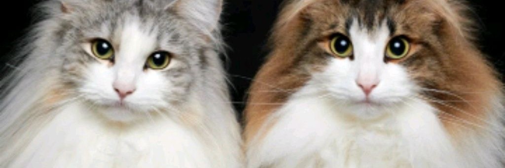 🐈🐈‍⬛