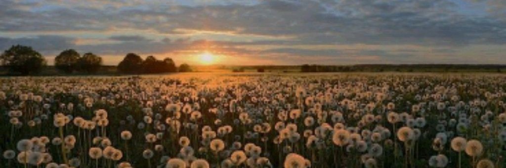 Василёк 🌸🪻