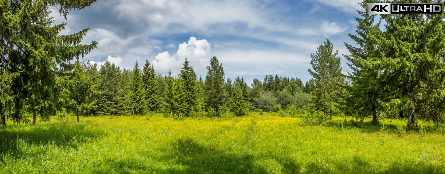 Звуки Дикой Природы: Релакс 4K🌿