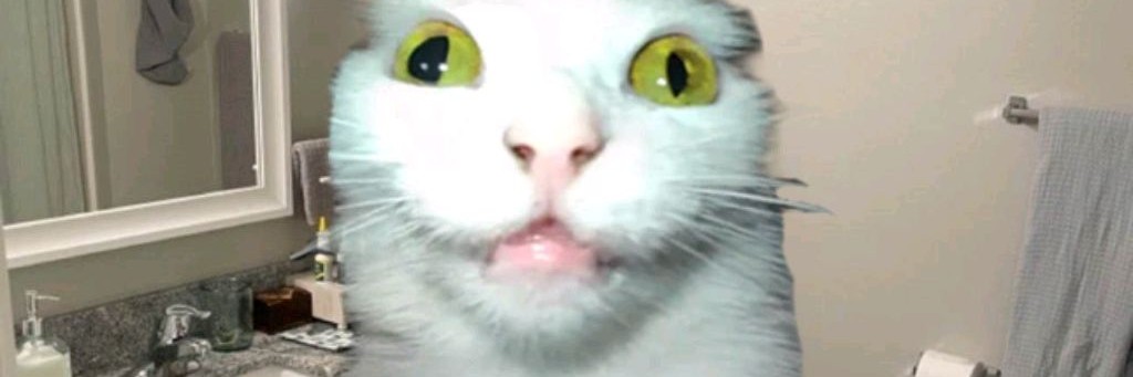 _Кошак_