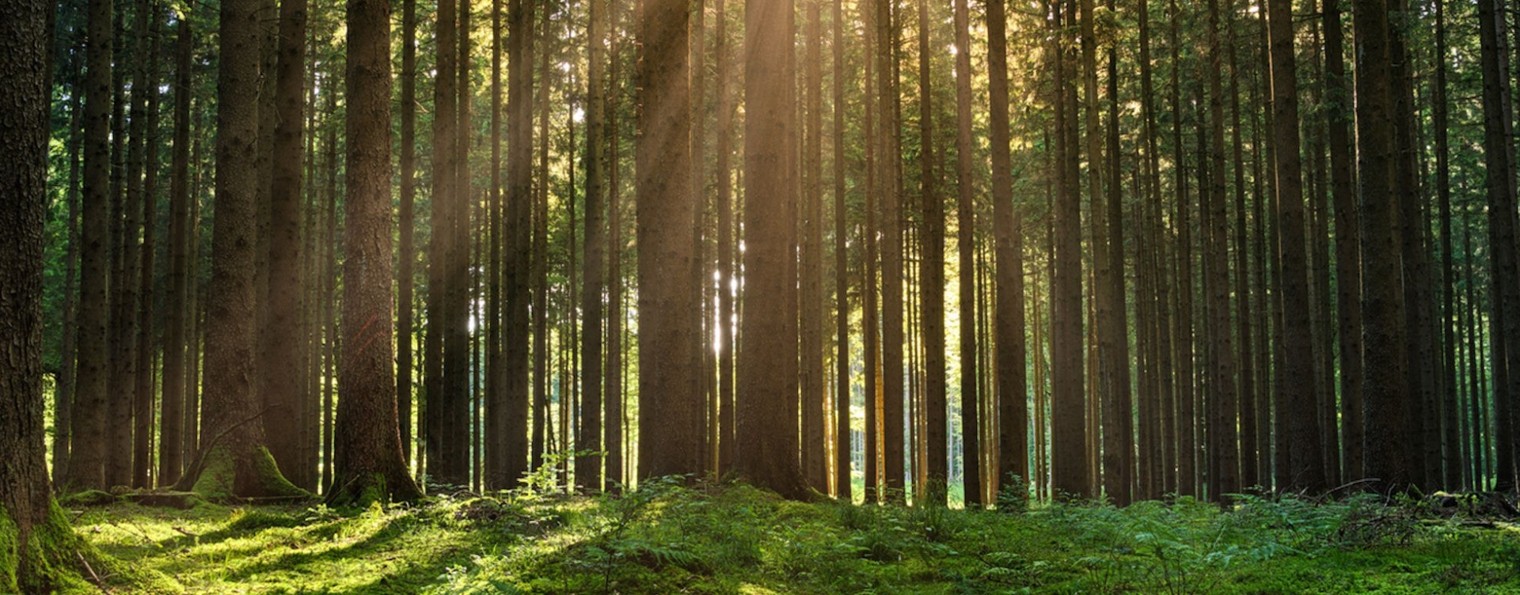 Бушкрафт и выживание