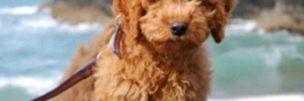 🌹‘~My Puppy Isla! ~‘🌹