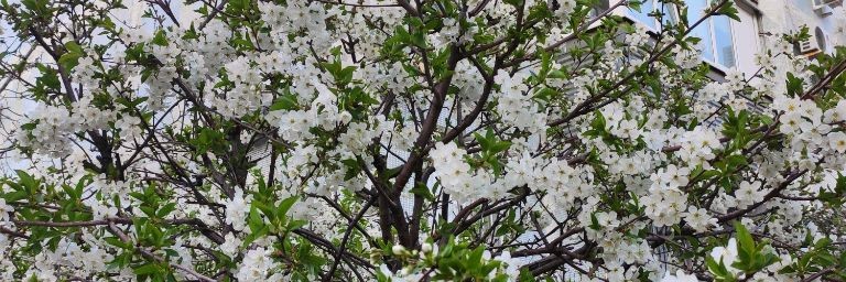 Чё за хрень?