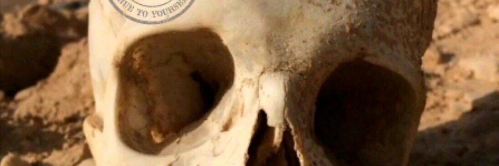 Серьёзный Тюлень