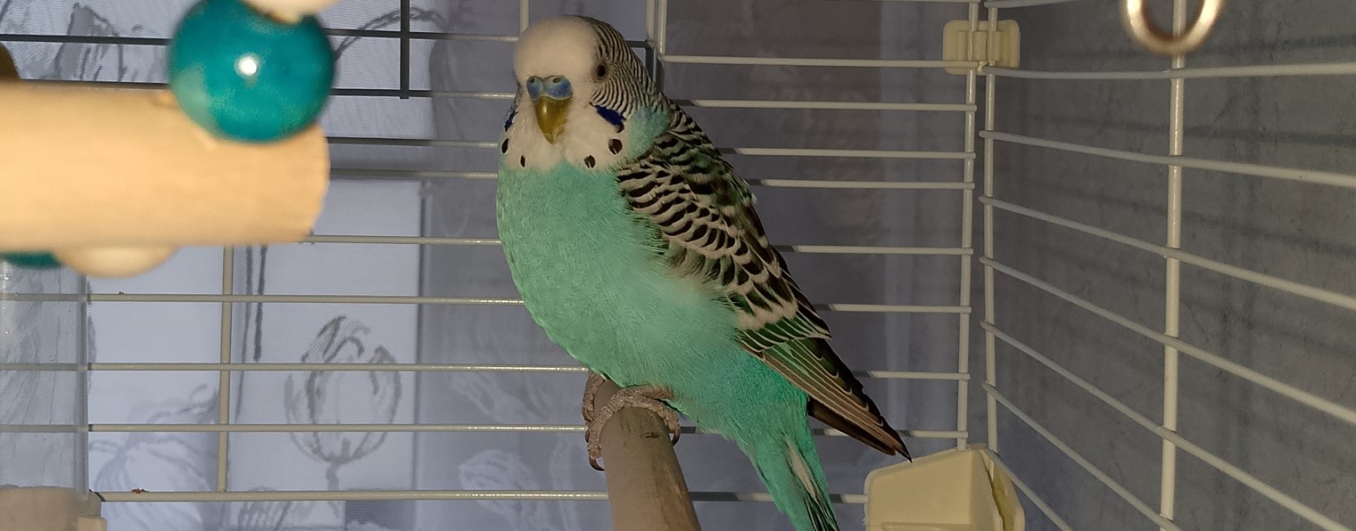 Bella Donna