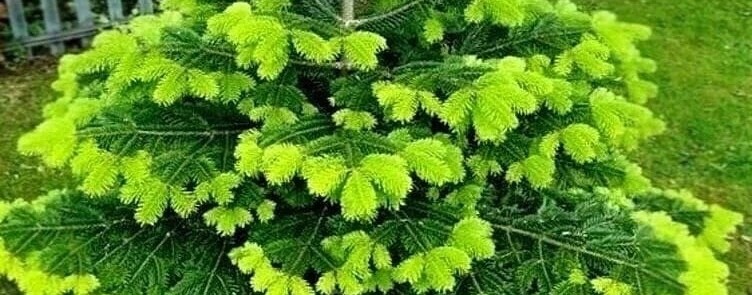 Жизнь в Простоте