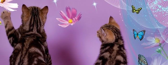 Британские Кошки Miracle Cats ) Елены Посланиченко