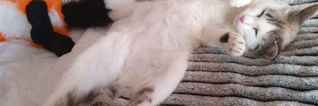 Белка Увелка