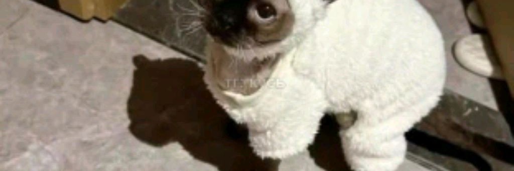 Мёртвый Хвост