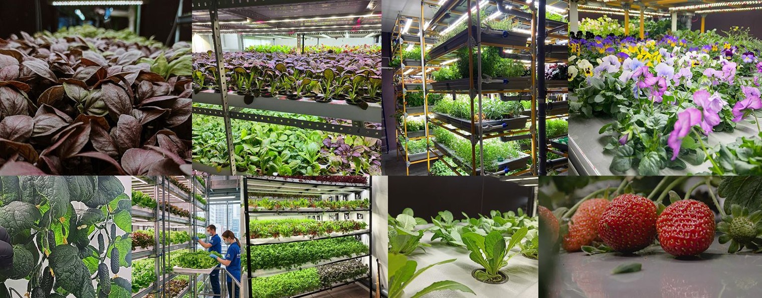 Никита Даогрин | Запуск вертикальных сити-ферм