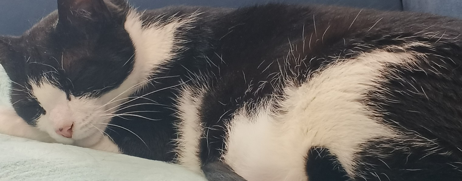 ♥Чайный пакетик «Феликс»♥