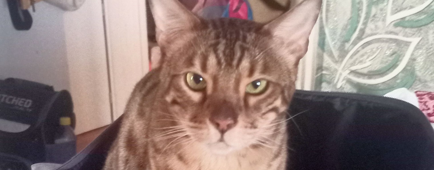 Yaros Play 2 (только Shorts)