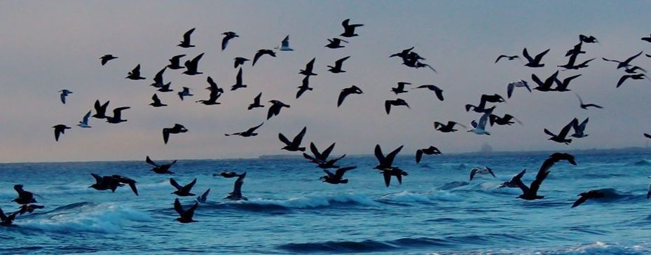 Бесконечные тесты