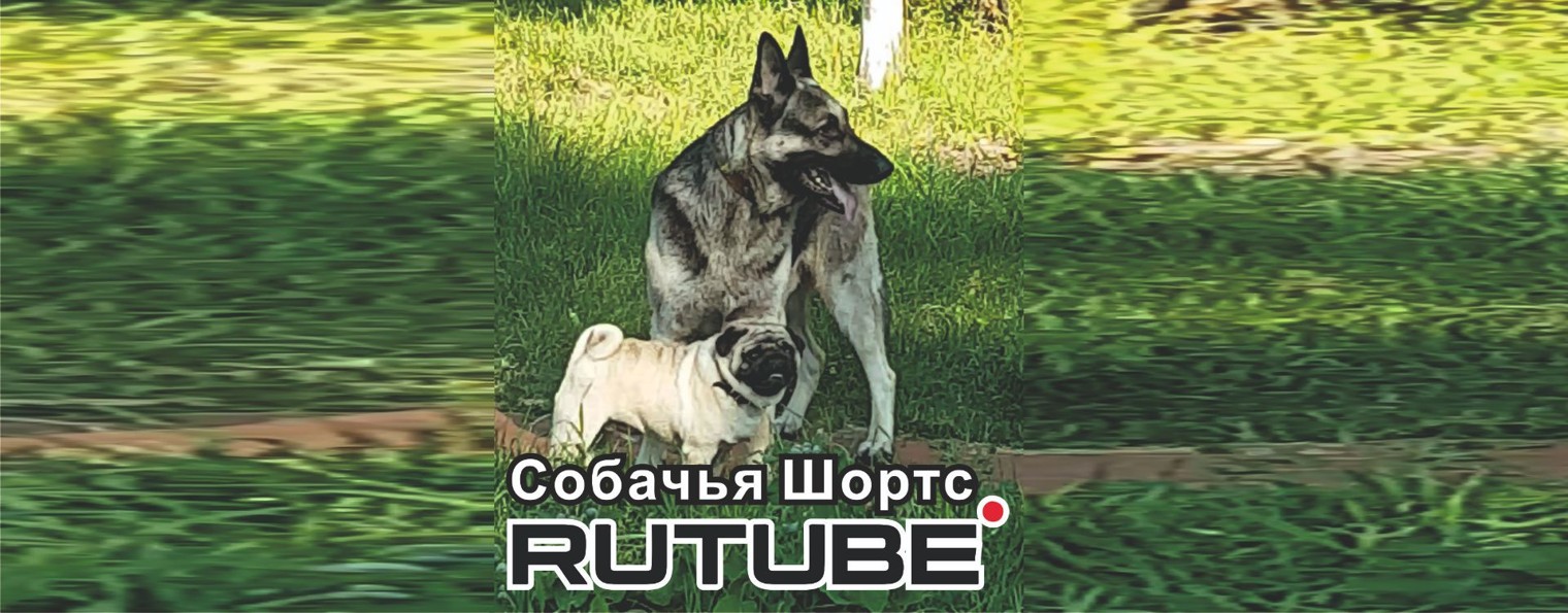 Собачья Шортс