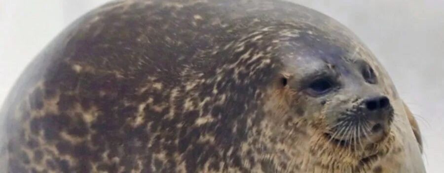 NERPINARIUM...[🍆👍] (Автор в ресте) тунтунсахуурр