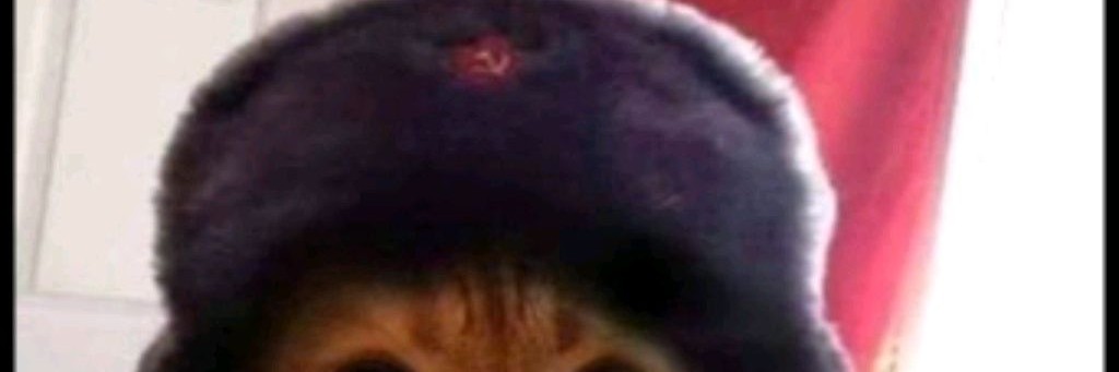 Кот СССР