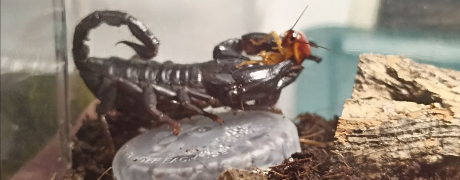 Инсектариум🕷🕷🕷