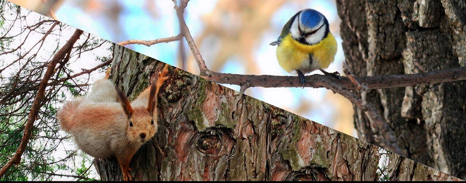 Территория животных