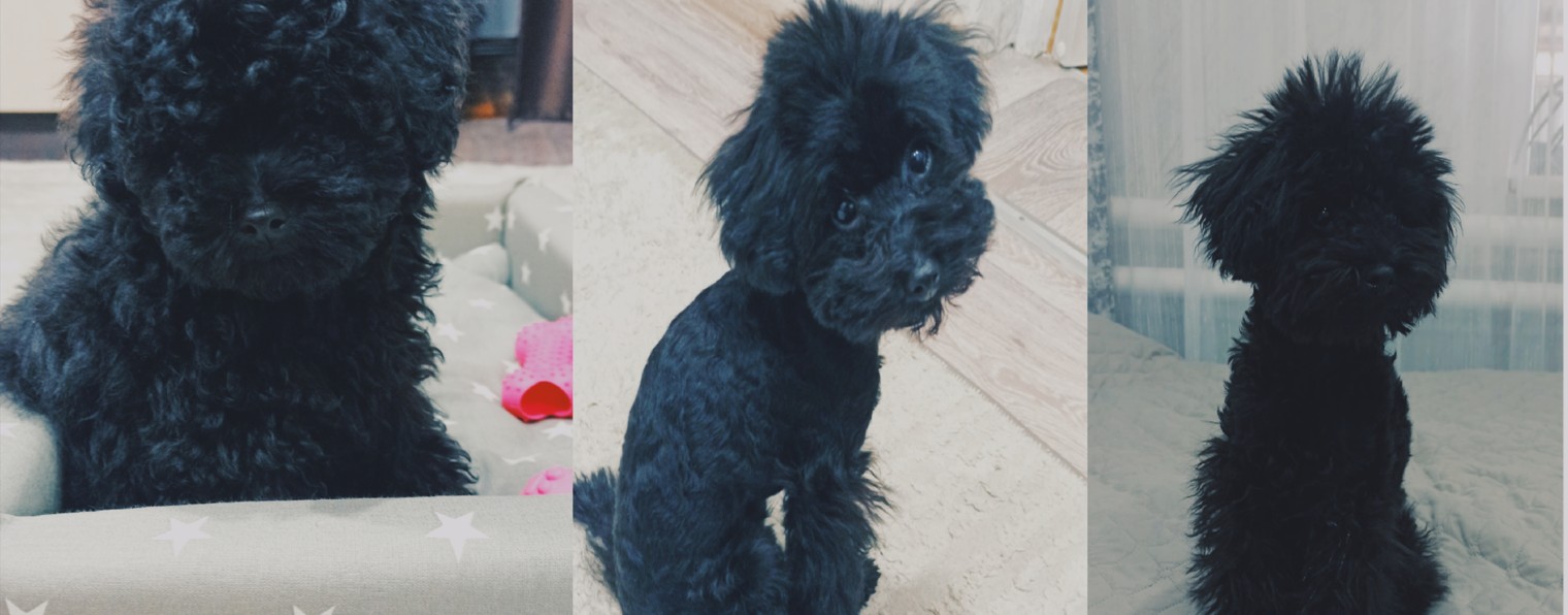 Леся и Айза 🐩