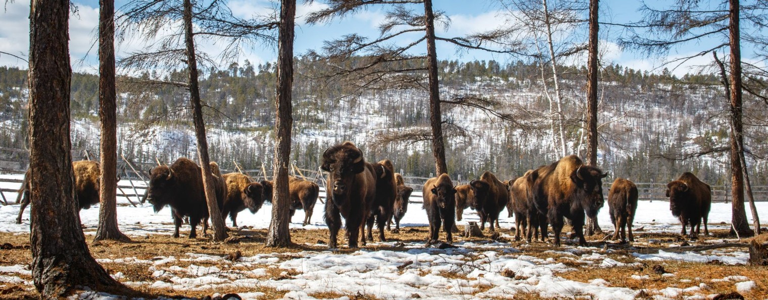 Заповедная Якутия