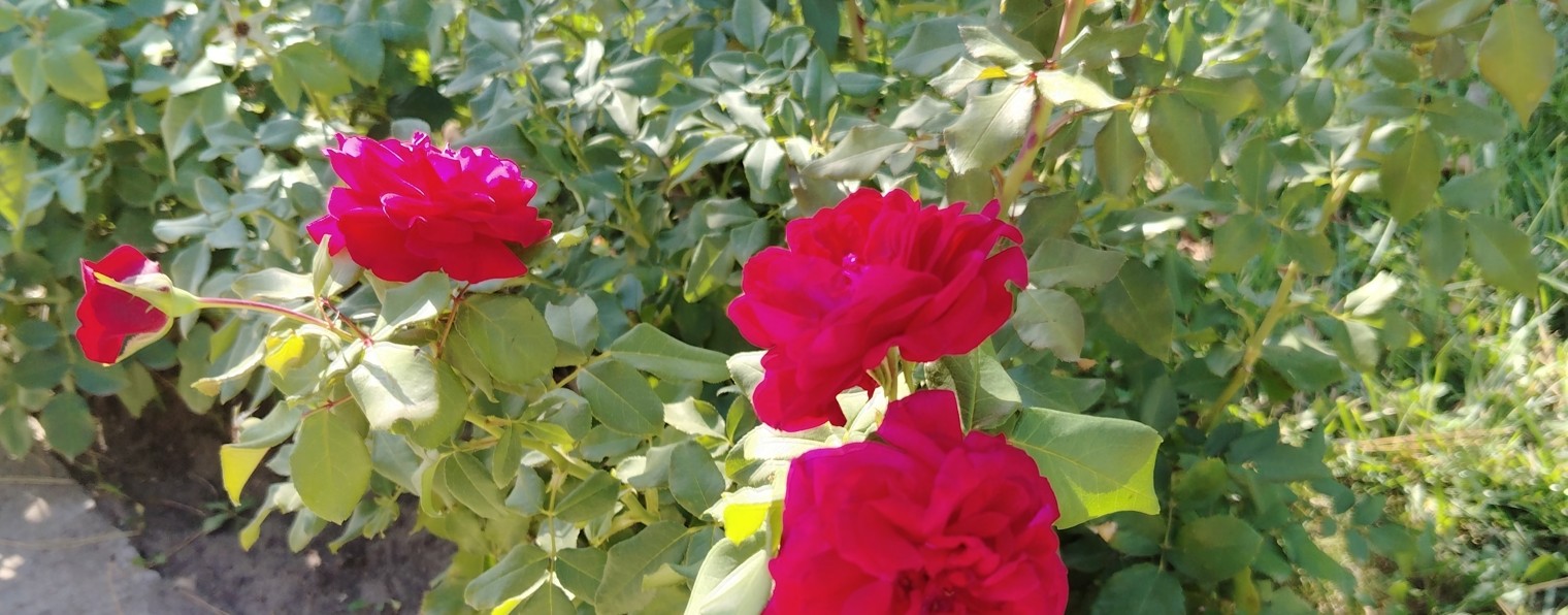 Наумова Екатерина