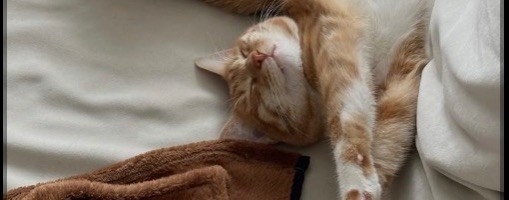 //райм”🐾[ alise]🩸