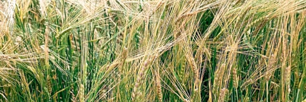 Barton Aylin (Ангелинчик❤️)