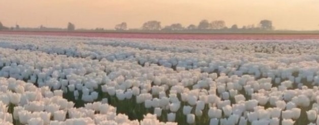 ˚ ࣪࣪𓍢  ִEᥣδiᥒ fᥲⲙiᥣy 🌊*‧°