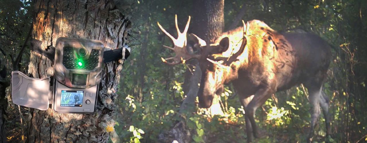 Фотоловушка В Лесу / Лесной Эфир