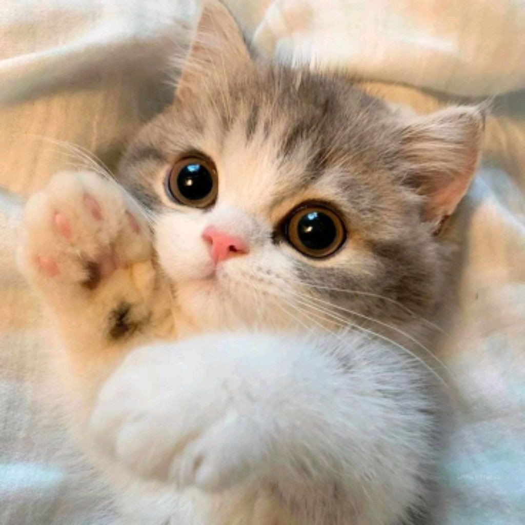 Сиреноголовый И Игры 🤞