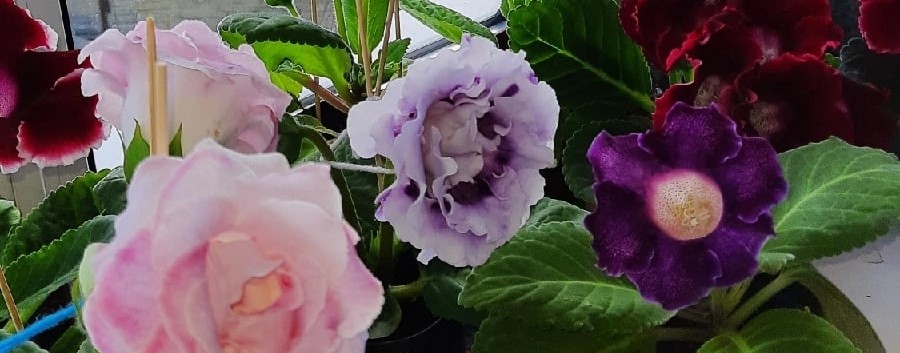 Валентина 🪴