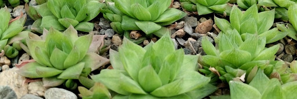 🪴Цвет"ОК🪴