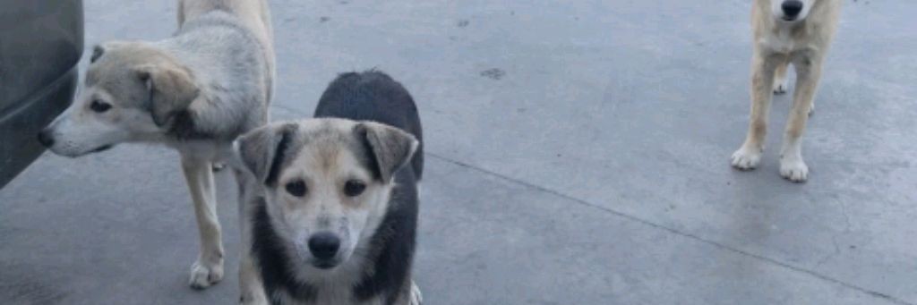 Саша