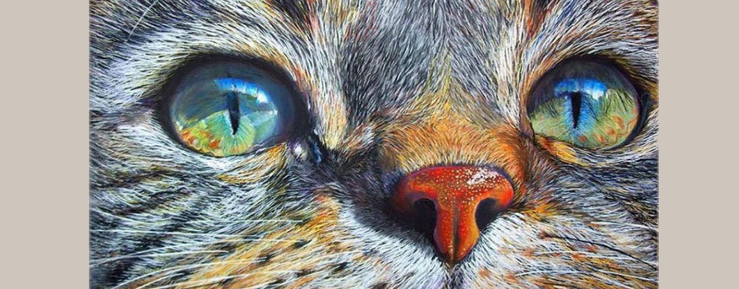 ХВОСТЯТА /ᐠ｡ꞈ｡ᐟ\