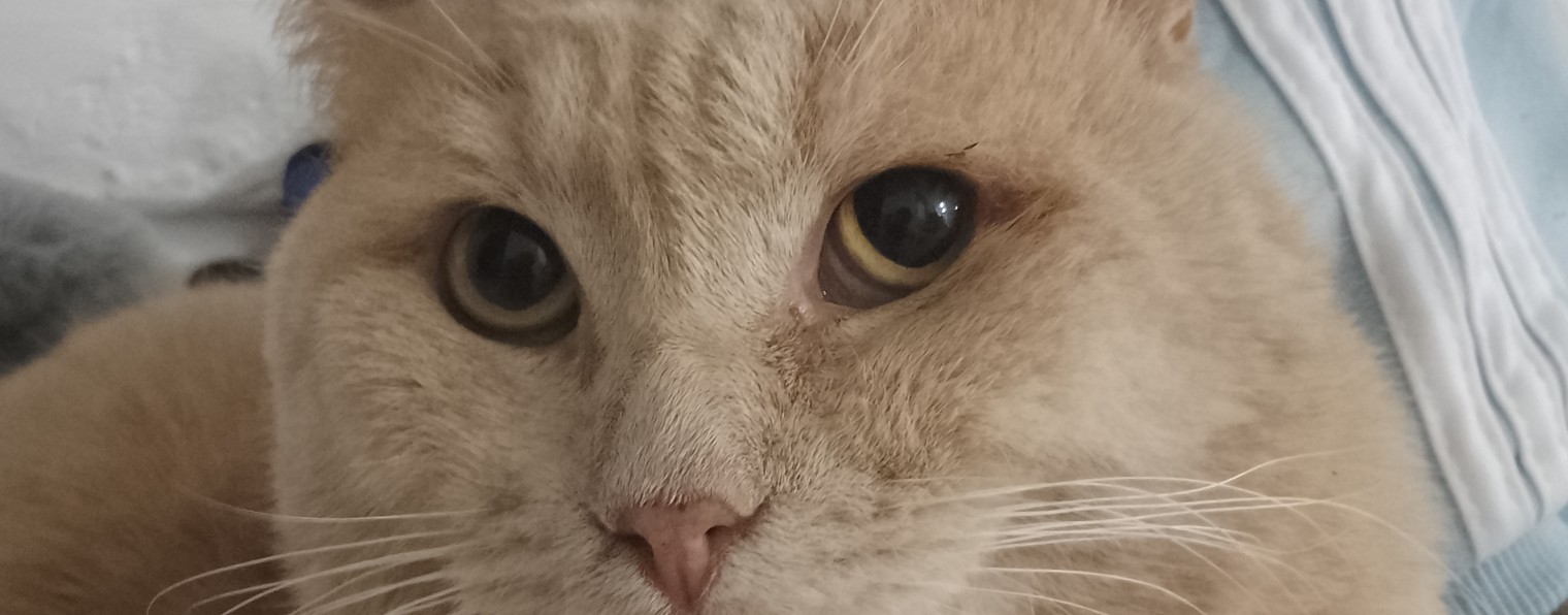 Дымочек ☁️🐅