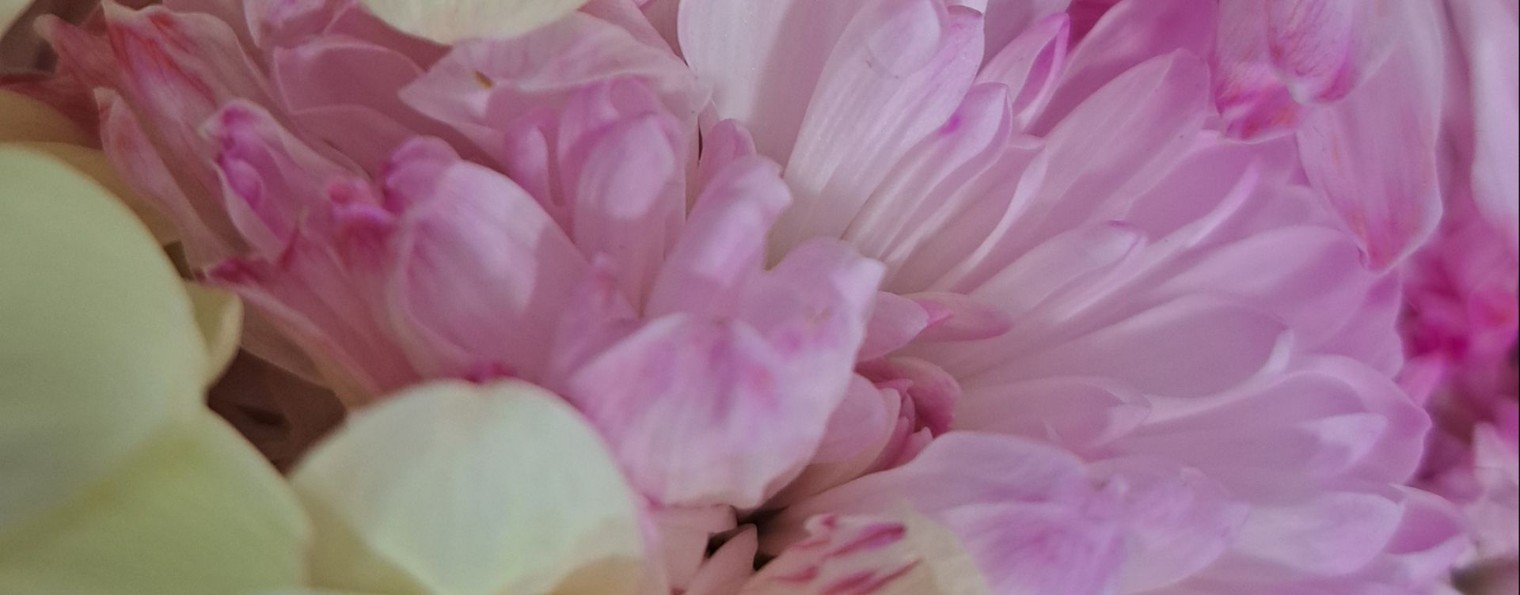 Proцветочки 🌿