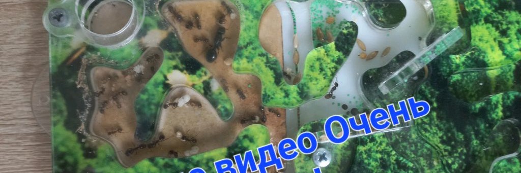 Планетарный Муравей Z