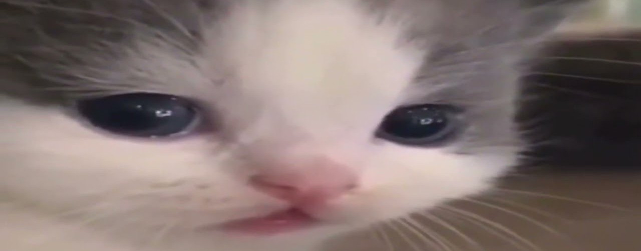 ♡🥛🍪° •𝚂ᴘ𝕚ᶄ℮•°🍪🥛♡