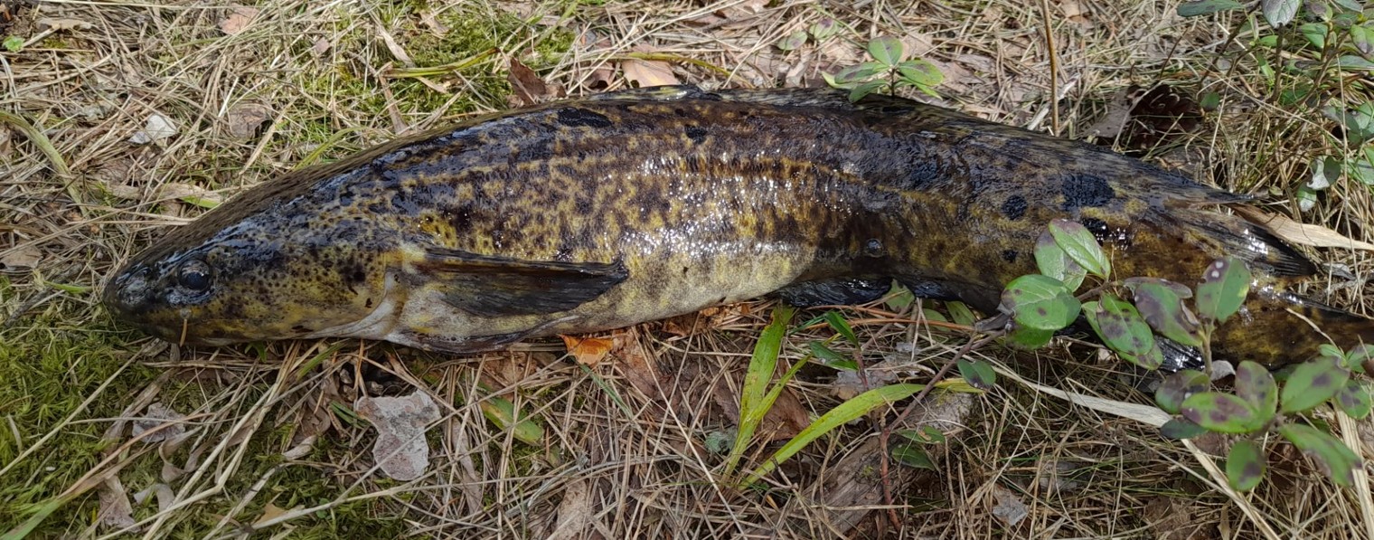 Ловись рыбка