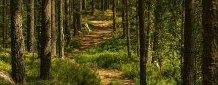 🌈лесная~фея🌸