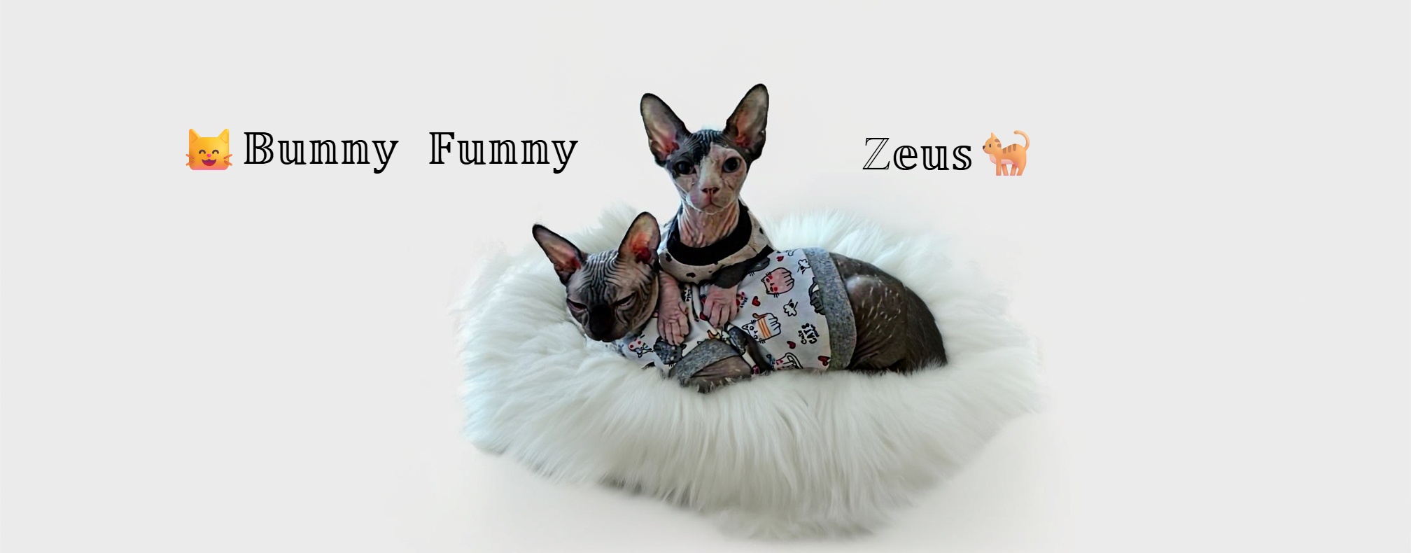 𝔹𝕦𝕟𝕟𝕪 𝔽𝕦𝕟𝕟𝕪 😸 𝕒𝕟𝕕 ℤ𝕖𝕦𝕤 🐈