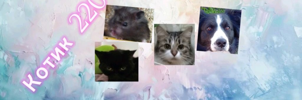 Котик 220