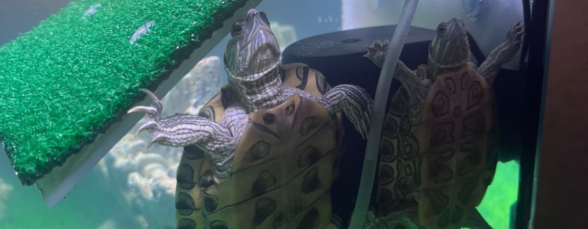 КИРУСЯ КУ КУ СЯ 🦜🐢🐢🐁🐈🐈🐈