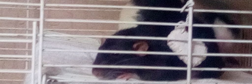 🐁—МаУсИ Винда-💣🖕💩 Нуби И Аникс-💖💋