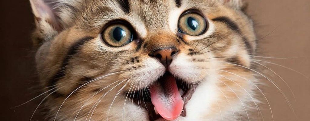WeLovePets