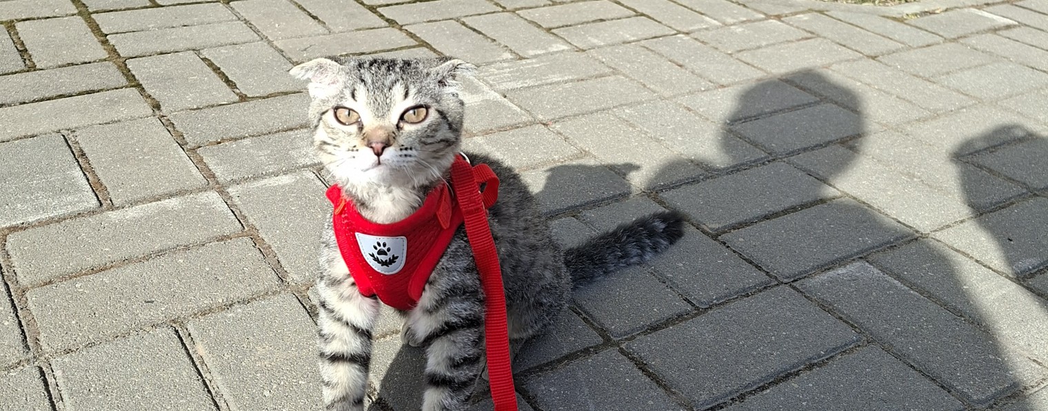 приколы с котиками