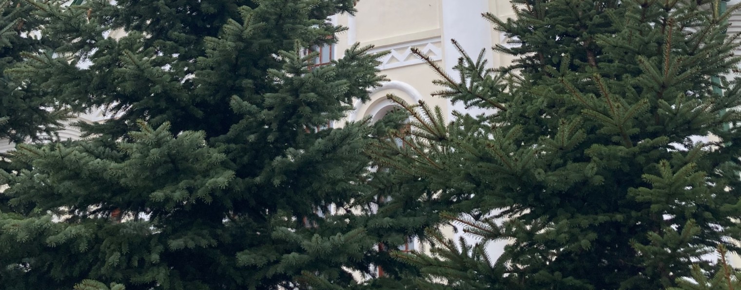 Синеокие ☘️